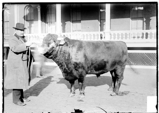 ECC | [Bull being shown on a cobblestone street, side view with th