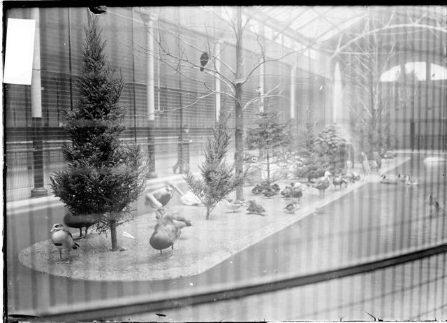 ECC | [Ducks on an island inside an animal house at the Lincoln Pa