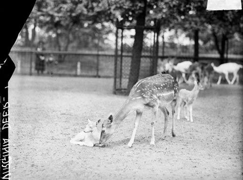 ECC | [Adult deer standing next to a sitting deer calf in Lincoln