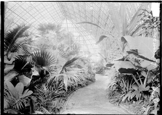 ECC | [Palms and other plants inside the Garfield Park Conservator