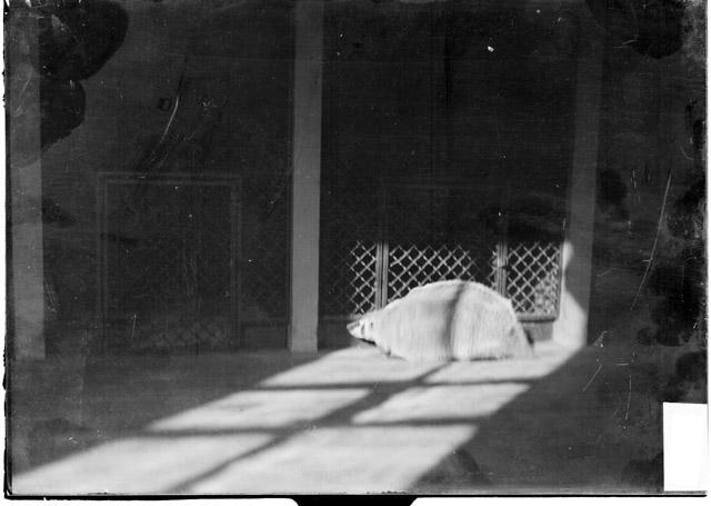 ECC | [Badger in a cage at the Lincoln Park Zoo, sideview]
