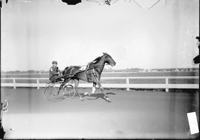 ECC | [Racehorse, Trixie H., and driver McMahon, sitting on a two-