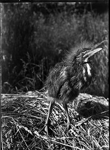 ECC | American Bittern, juvenile.