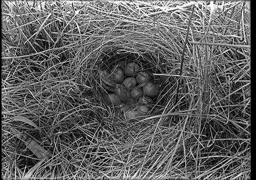 ECC | Greater Prairie Chicken nest and eggs.