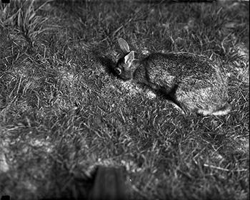 ECC | Cottontail Rabbit with Nose in Grass.