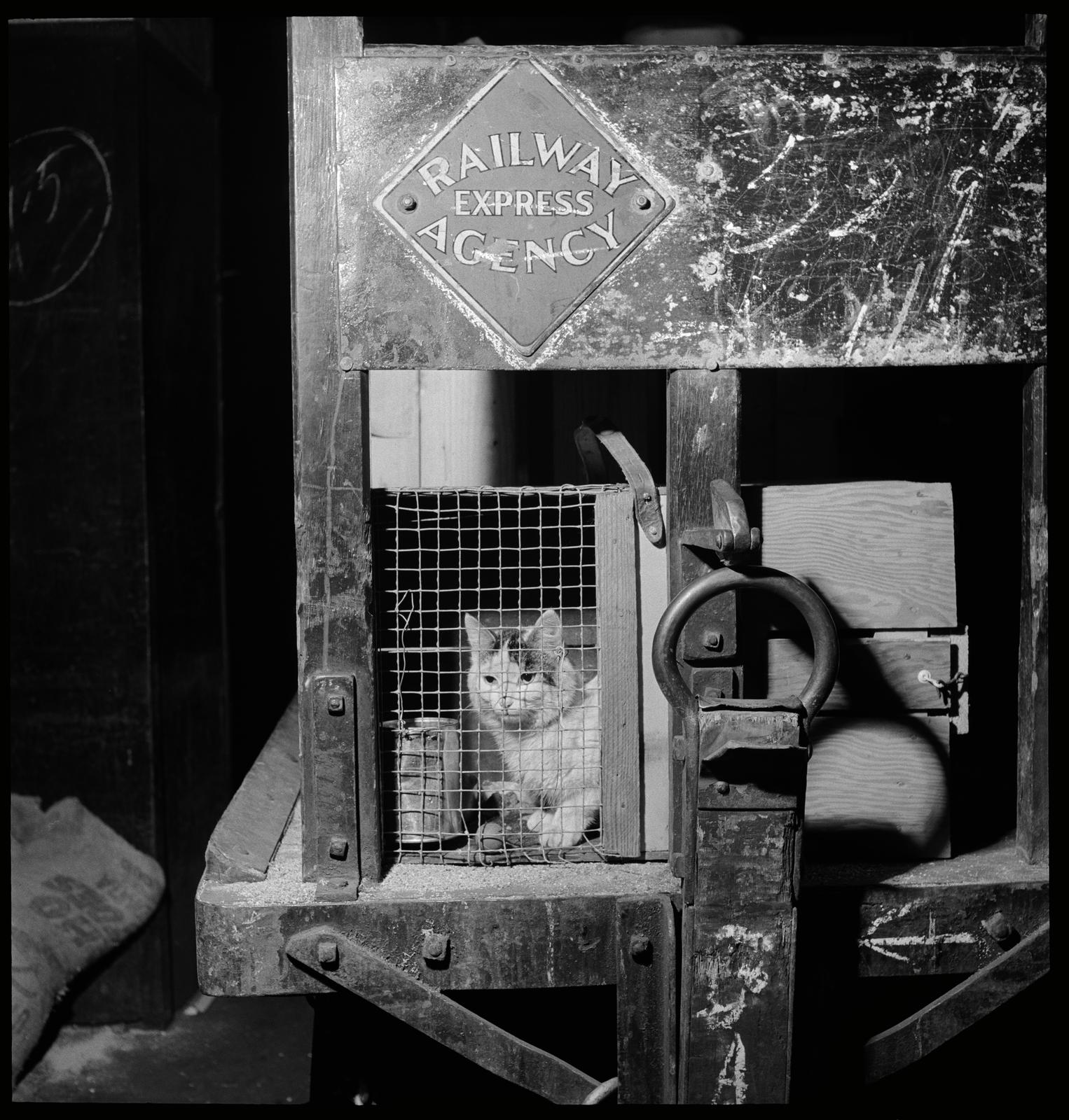 ECC | Cat in cage, Railway Express Depot, Union Station, Chicago,