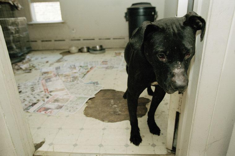 ECC | Animal Crimes Division/ dog fighting, image 21